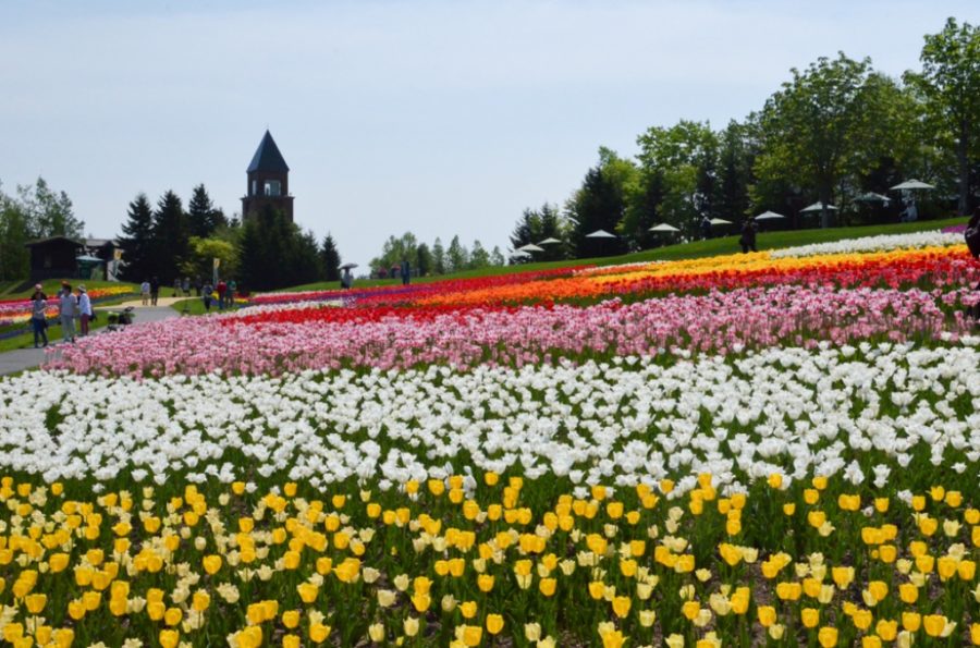 Ultimate Guide To The 8 Flower Fields You Need To Visit In Hokkaido ...
