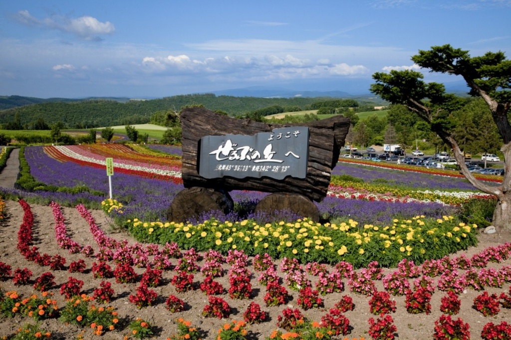 Ultimate Guide To The 8 Flower Fields You Need To Visit In Hokkaido ...