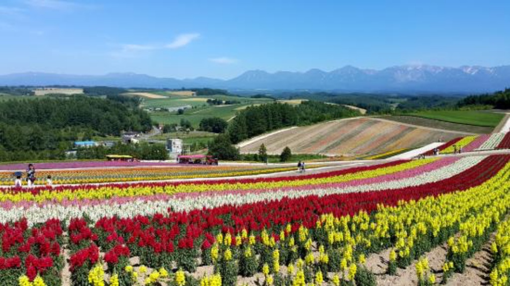 Ultimate Guide To The 8 Flower Fields You Need To Visit In Hokkaido ...