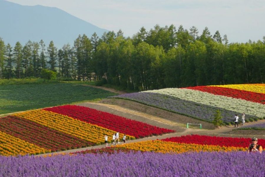 Ultimate Guide To The 8 Flower Fields You Need To Visit In Hokkaido ...