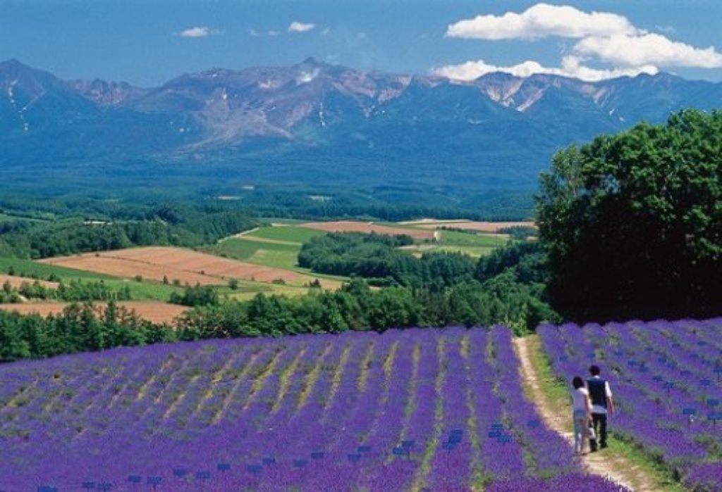 Ultimate Guide To The 8 Flower Fields You Need To Visit In Hokkaido ...
