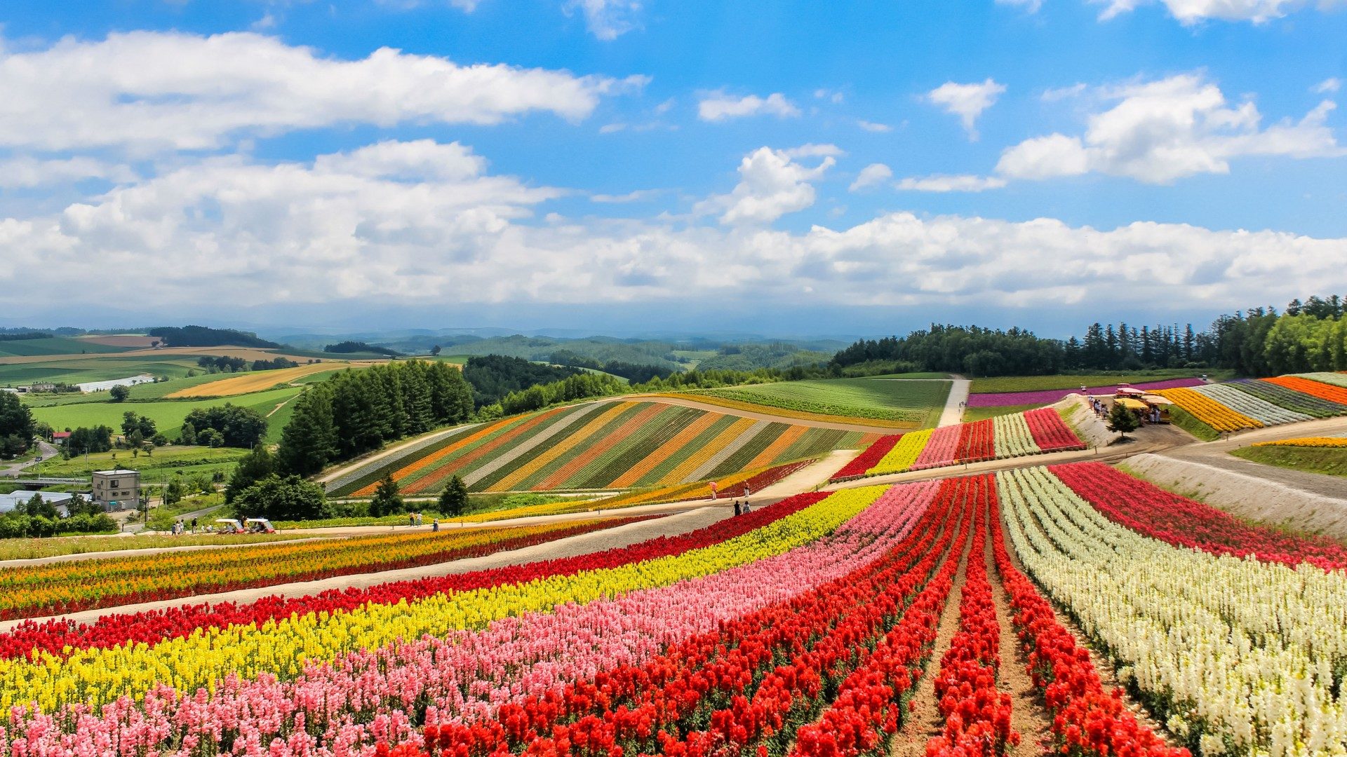 Hokkaido’s Lavender Season 2020 – Top 10 Lavender Fields & When To ...