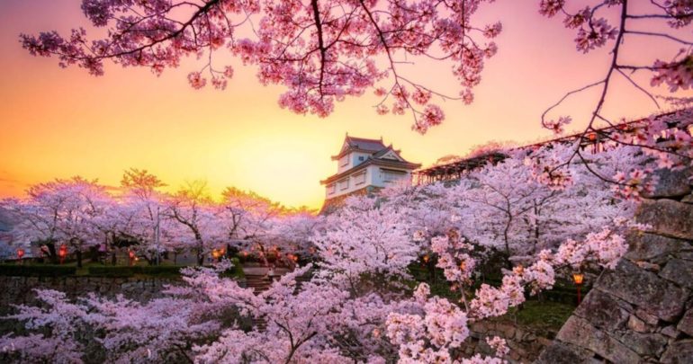 5 Key Differences between Korea's and Japan’s Cherry Blossoms ...